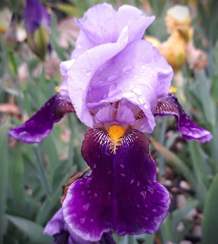 Iris 'Magic Man'